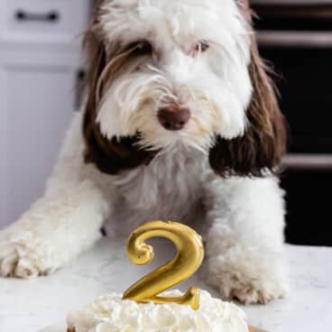 Homemade Dog Birthday Cake - Crazy for Crust